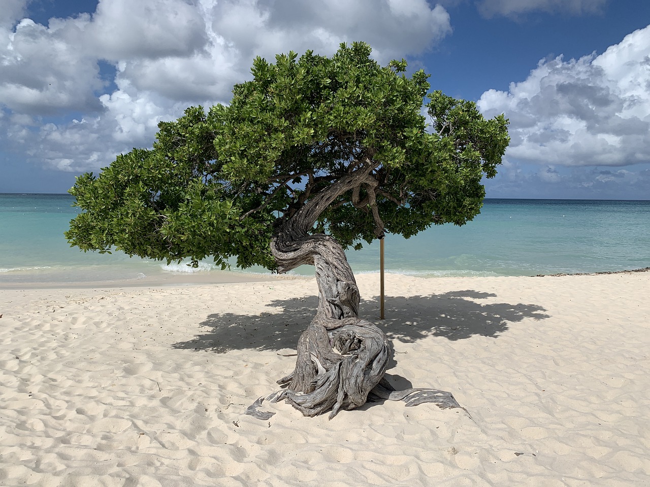 Fofoti Tree op Aruba » Aruba Plaza